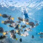 Los Cabos: Glass Bottom Kayak and Snorkel Tour at the Arch - Snorkeling in Emerald Waters