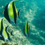 Los Cabos: Glass-Bottom Kayak and Snorkel Tour at Two Bays - The Experience and Its Value