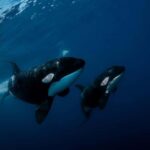Los Cabos: Ocean Safari Snorkeling and Freediving Tour - The Value of a Responsible Marine Encounter