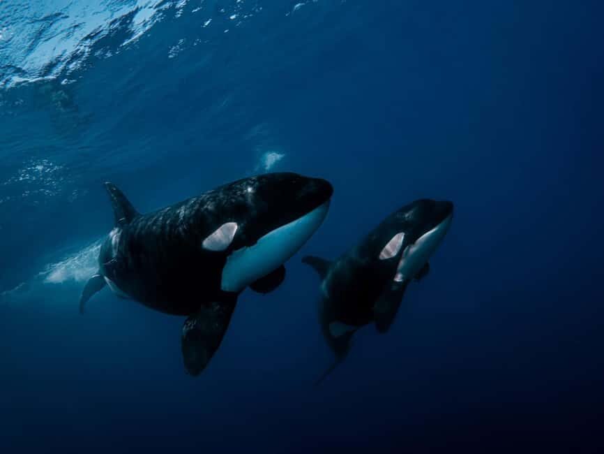 Los Cabos: Ocean Safari Snorkeling and Freediving Tour - The Value of a Responsible Marine Encounter