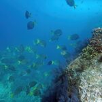 Los Cabos Snorkeling Tour by Speed Boat with Photos Included - What Do Travelers Say?