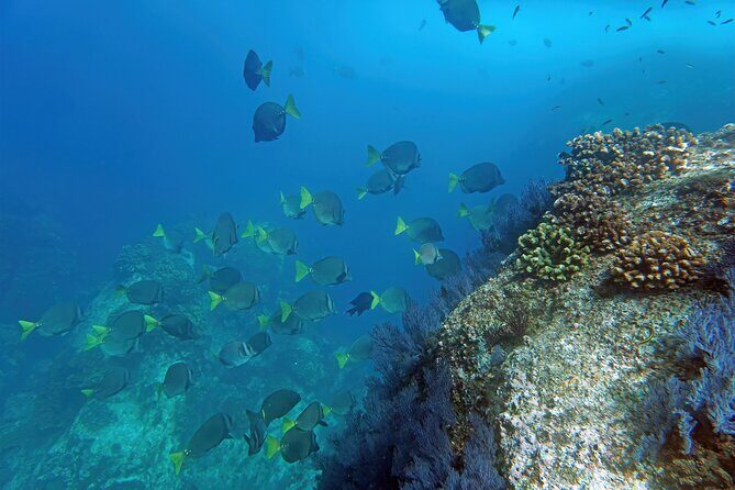 Los Cabos Snorkeling Tour by Speed Boat with Photos Included - What Do Travelers Say?