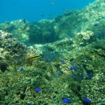 Los Cabos: The Arch and Lover's Beach Kayaking + Snorkeling - Experience Highlights and Considerations