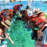Los Cabos: Transparent Boat Tour with Optional City Tour - Detailed Itinerary