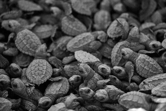 Los Cabos turtle release conservation program - The Natural Setting and Photography Opportunities