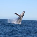 Los Cabos: Whale Watching and Safari - What Does the Price Get You?
