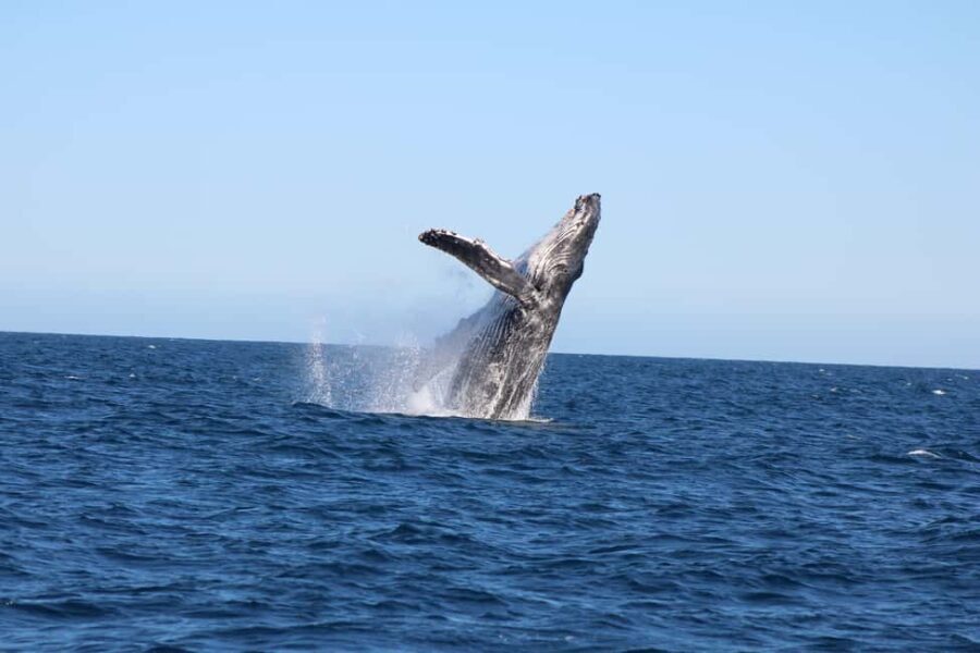Los Cabos: Whale Watching and Safari - What Does the Price Get You?