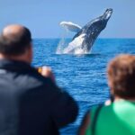 Los Cabos Whale Watching Cruise Including Breakfast - Deep Dive into the Itinerary