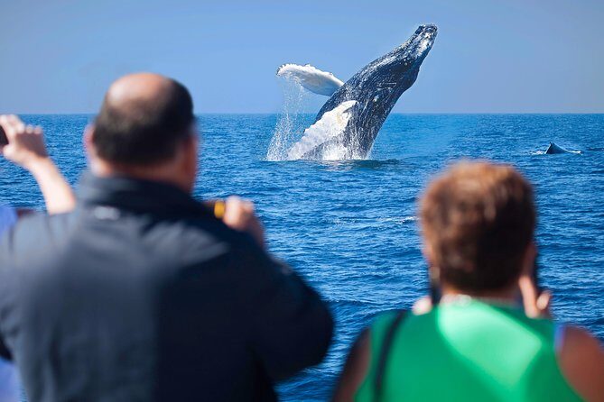 Los Cabos Whale Watching Cruise Including Breakfast - Deep Dive into the Itinerary