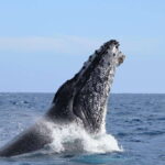 Los Cabos: Whale Watching (Transport and Pictures Included) - What You’ll Love About the Tour