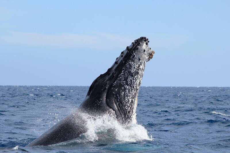 Los Cabos: Whale Watching (Transport and Pictures Included) - What You’ll Love About the Tour