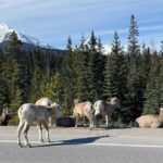 Louise, Moraine/Johnston Canyon, Minnewanka & Banff Town - Frequently Asked Questions