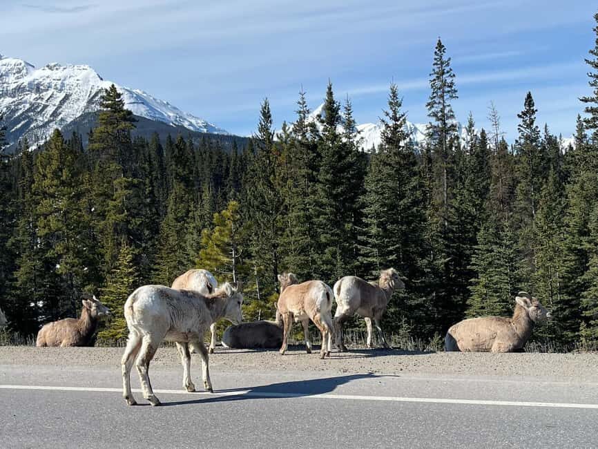 Louise, Moraine/Johnston Canyon, Minnewanka & Banff Town - Frequently Asked Questions