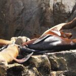 Lovers Beach and El Arco Boat Trip - Practical Details and Logistics