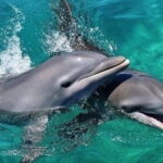 Lovina Watching Dolphin with Sunrise-Snorkeling-Waterfall Tour - Final Thoughts