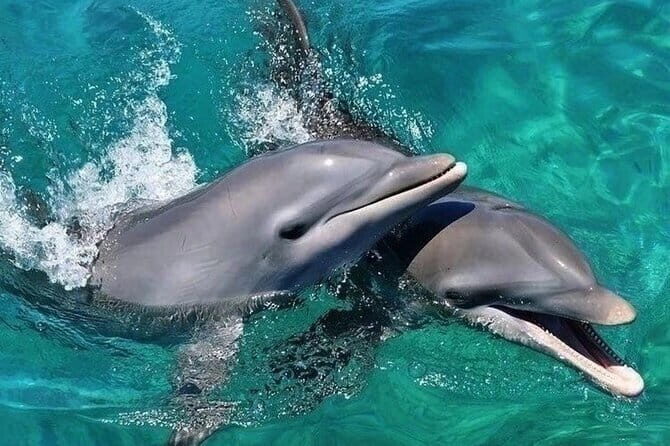 Lovina Watching Dolphin with Sunrise-Snorkeling-Waterfall Tour - Final Thoughts