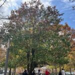 Lower Manhattan: From Financial Power to Enduring Hope - Exploring the Heartbeat of Lower Manhattan: A Detailed Review