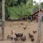 Luang Prabang: Organic Farm Experience & Hike to Kuang si - Detailed Breakdown of the Itinerary