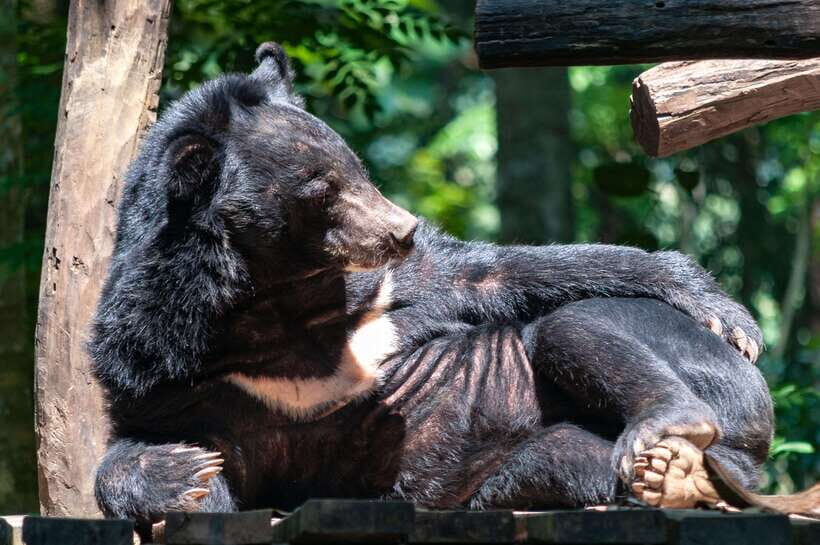 LUANG PRABANG WILDLIFE SANCTUARY - HMONG TRIBE VILLAGE - Who Should Consider This Tour?