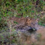 Lunugamwehera NP (Block VI) Morning Safari Game Drive - The Experience Itinerary: What to Expect