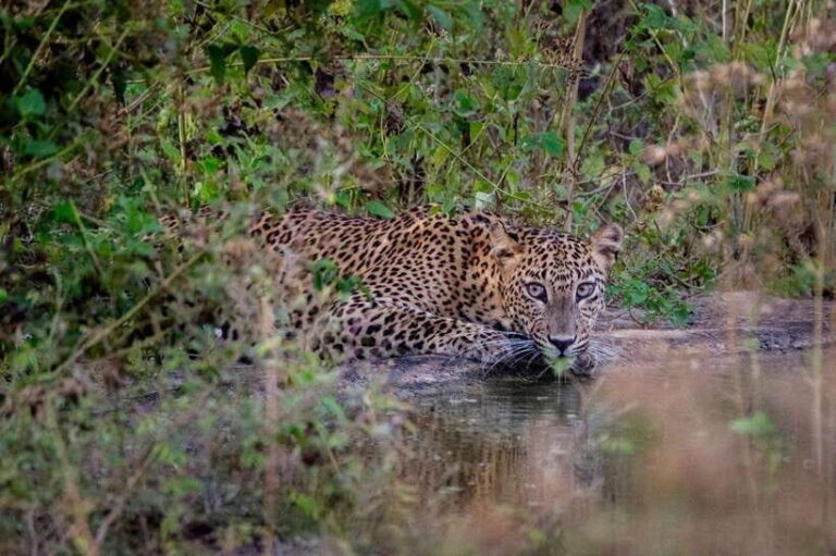 Lunugamwehera NP (Block VI) Morning Safari Game Drive - The Experience Itinerary: What to Expect