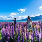 Lupin Flowers Tour Lake Tekapo - Exploring the Itinerary in Detail