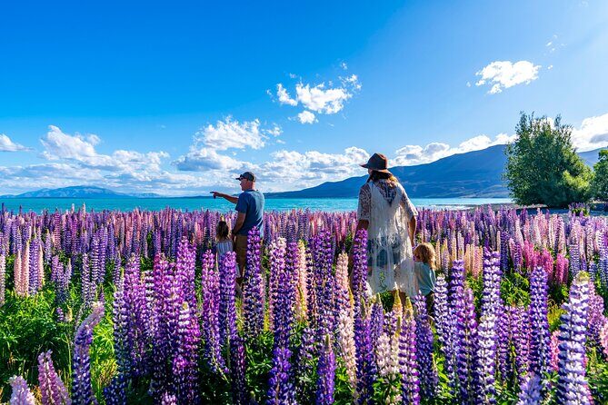 Lupin Flowers Tour Lake Tekapo - Exploring the Itinerary in Detail