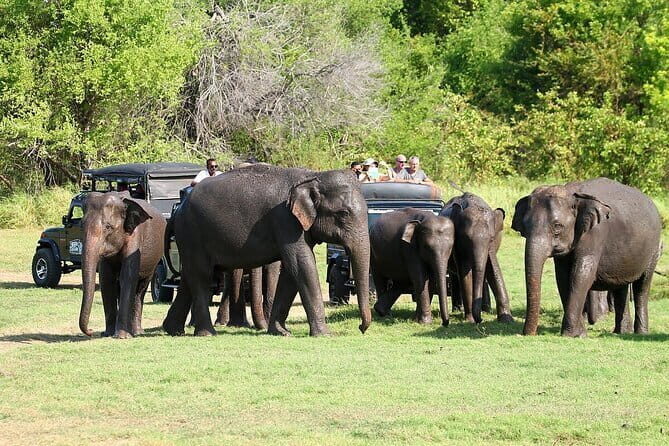 Luxury safari to minneriya national park - Why This Tour Offers Great Value