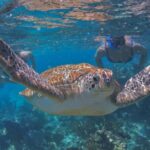 Luxury Sailing & Snorkeling Experience from Riviera Maya - The Experiences Balance: Pros and Cons