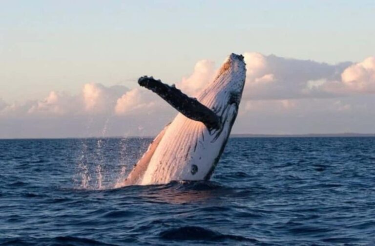 Lyttelton Port: Day Tour 3 options for Cruise Passengers - The Practicalities: What You Need to Know