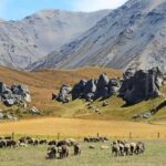 Lyttelton: Shore Excursion, Castle Hill & Inland Canterbury - What the Tour Includes and Practical Details