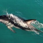Lyttleton Port Excursion Day Tour 3 options for Cruise travelers - What Travelers Can Expect: Value and Authenticity