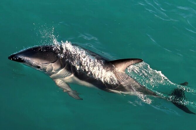 Lyttleton Port Excursion Day Tour 3 options for Cruise travelers - What Travelers Can Expect: Value and Authenticity