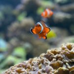 Maafushi: Full Day Snorkeling and Island Hopping Experience - The Practical Details