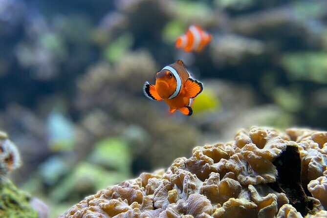 Maafushi: Full Day Snorkeling and Island Hopping Experience - The Practical Details