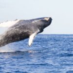 Ma'alaea Harbor: Whale Watching Tour Aboard Power Catamaran - The Itinerary in Detail