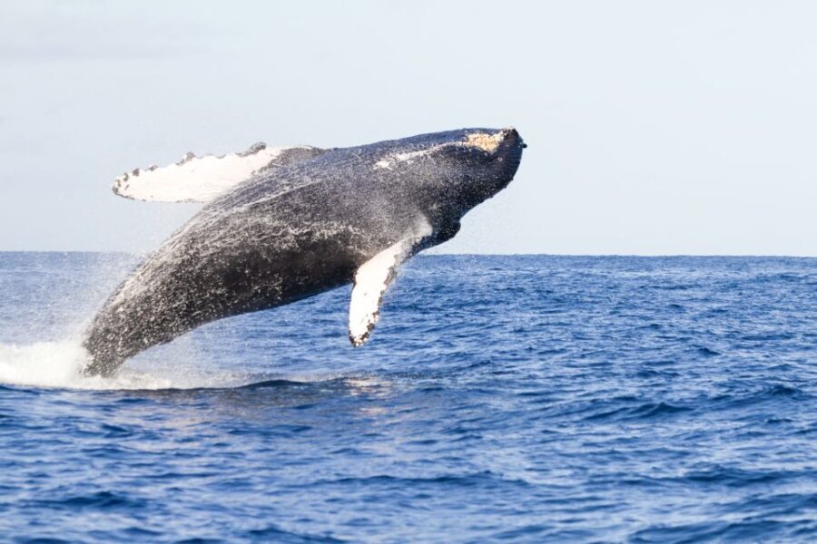 Ma'alaea Harbor: Whale Watching Tour Aboard Power Catamaran - The Itinerary in Detail