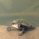 Mackay: 2-Day Adventure Package w/Accomm, Transfers & Tours - Final Thoughts