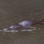 Mackay: Finch Hatton Gorge Hike, Swim & Platypus Adventure - Who Should Consider This Tour?