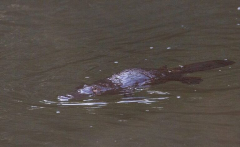 Mackay: Finch Hatton Gorge Hike, Swim & Platypus Adventure - Who Should Consider This Tour?