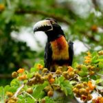 Mahahual and Costa Maya Birdwatching - Authentic Reviews and Real Experiences