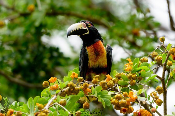 Mahahual and Costa Maya Birdwatching - Authentic Reviews and Real Experiences