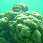 Mahahual: Costa Maya Snorkeling Adventure by Boat - Why This Tour Works Well