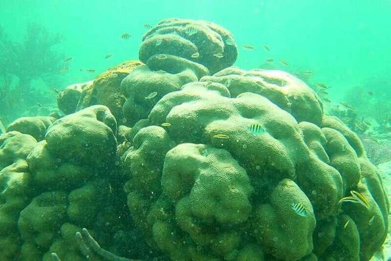 Mahahual: Costa Maya Snorkeling Adventure by Boat - Why This Tour Works Well