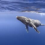 Majestic Encounter Respectful Whale Watching - The Guides: Knowledge and Respect