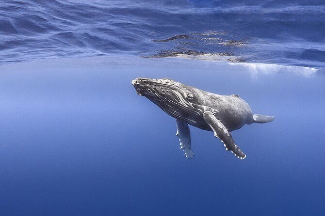 Majestic Encounter Respectful Whale Watching - The Guides: Knowledge and Respect
