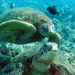 Makena Turtle Town Eco Adventure in Maui - Who Will Love This Tour?