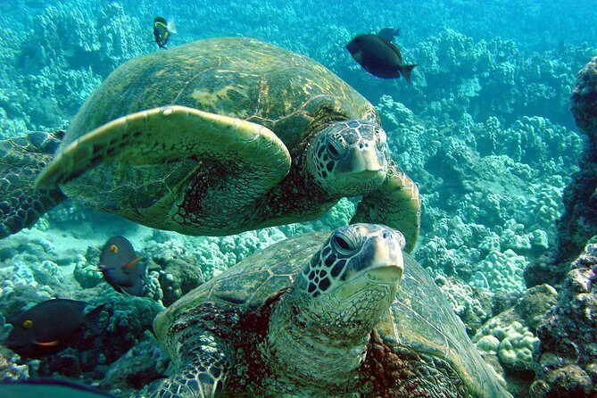Makena Turtle Town Eco Adventure in Maui - Who Will Love This Tour?
