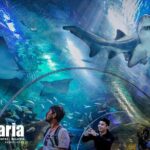 Malaysia: Aquaria KLCC Entry Ticket - Who Will Enjoy This Experience?
