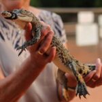 Malcolm Douglas Crocodile Park Tour Including Transportation - What the Reviews Say